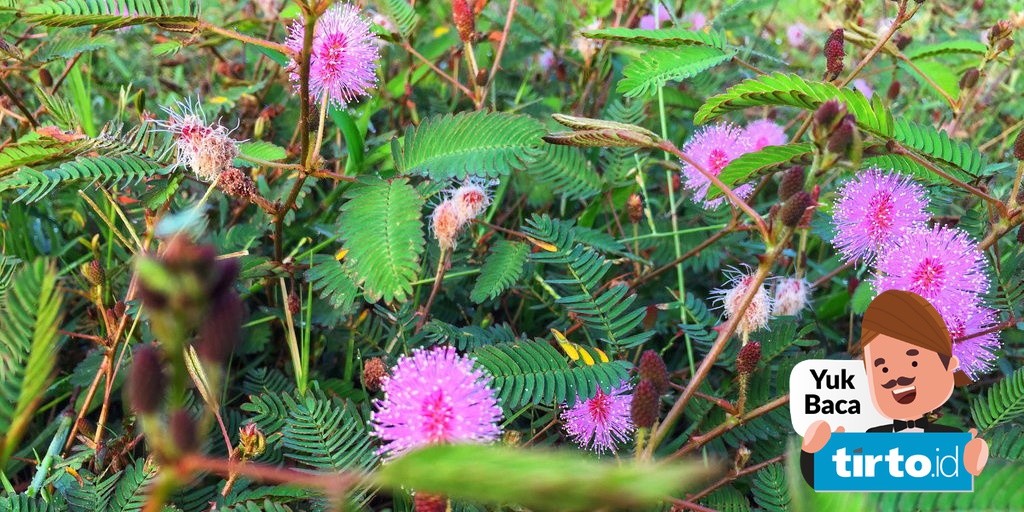 Manfaat Daun Putri Malu (Mimosa Pudica) dan Khasiatnya