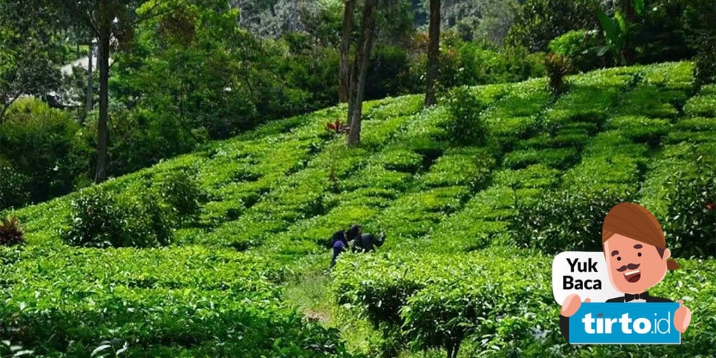 Gunung Mas Puncak: Lokasi & Harga Tiket Jelang Libur Imlek 2023