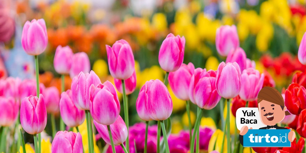 Filosofi Bunga Matahari hingga Bunga Tulip Melambangkan Apa?