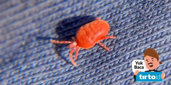 3 Cara Membasmi Tungau di Rumah yang Perlu Diketahui