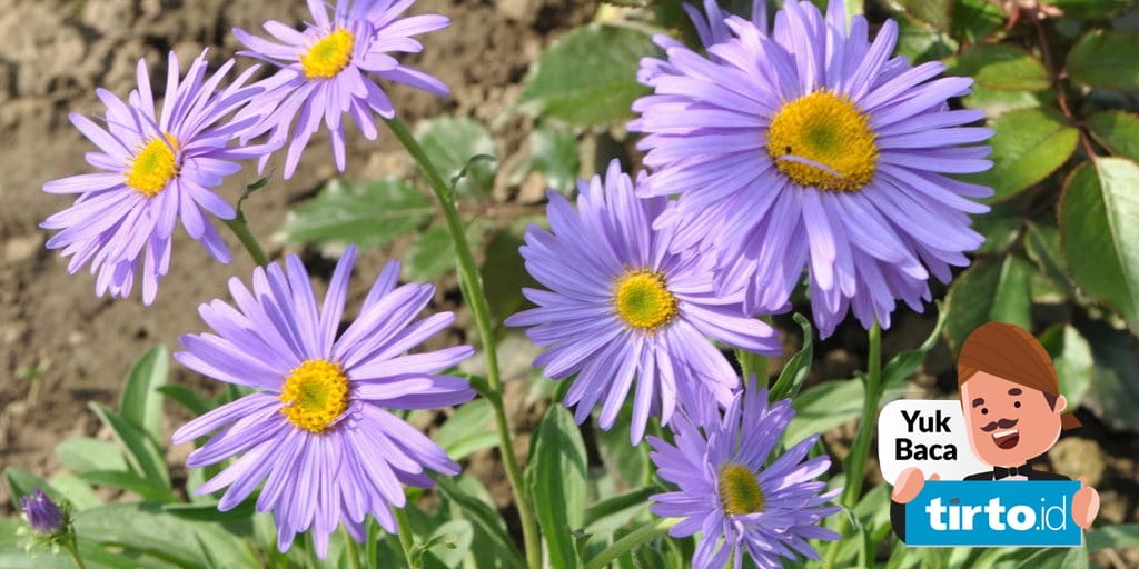 Makna Bunga Aster & Simbol dari Tiap Warnanya: Putih hingga Pink