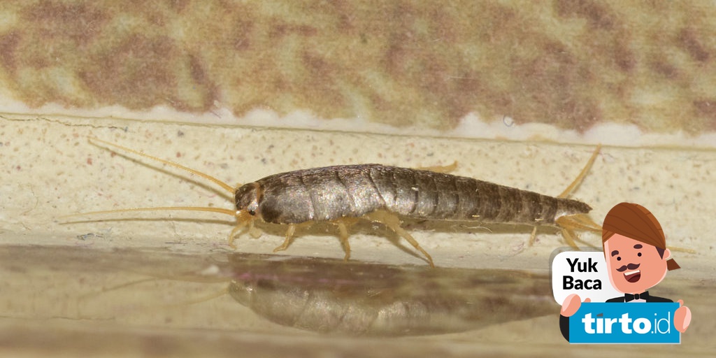 10 Cara Alami Membasmi Gegat di Rumah dan Tips Mencegahnya