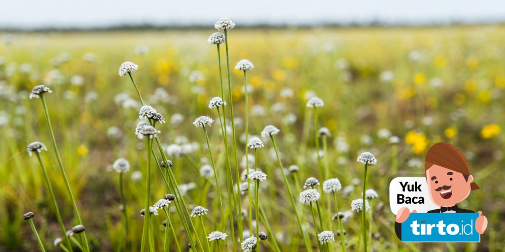 5 Fakta Unik Edelweis Rawa: Bunga Langka di Ranca Upas