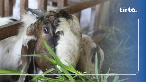 Perbedaan Ketentuan Pembagian Daging Kurban dengan Daging Akikah Perbedaan Ketentuan Pembagian Daging Kurban dengan Daging Akikah