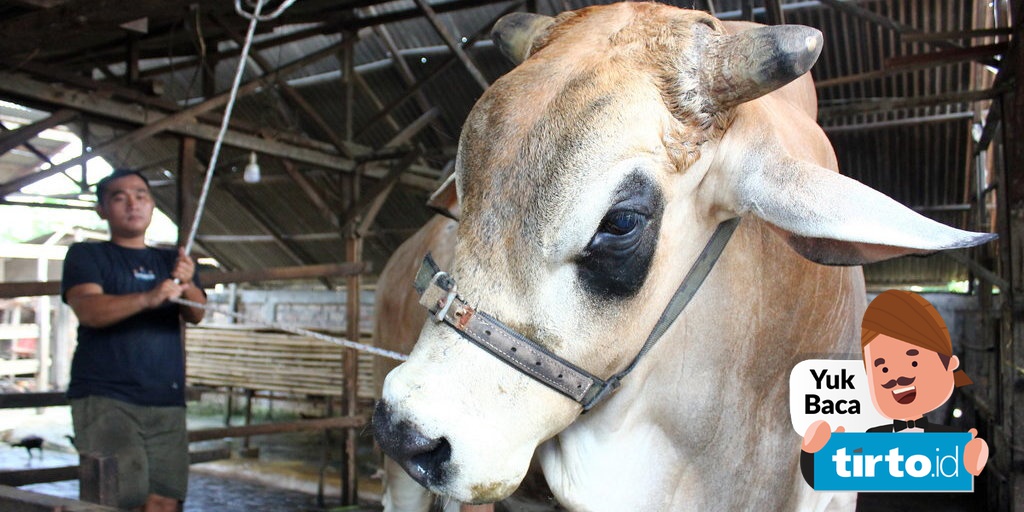 Cara Menghitung Daging Sapi Hidup: 1 Ekor Berapa Kg?