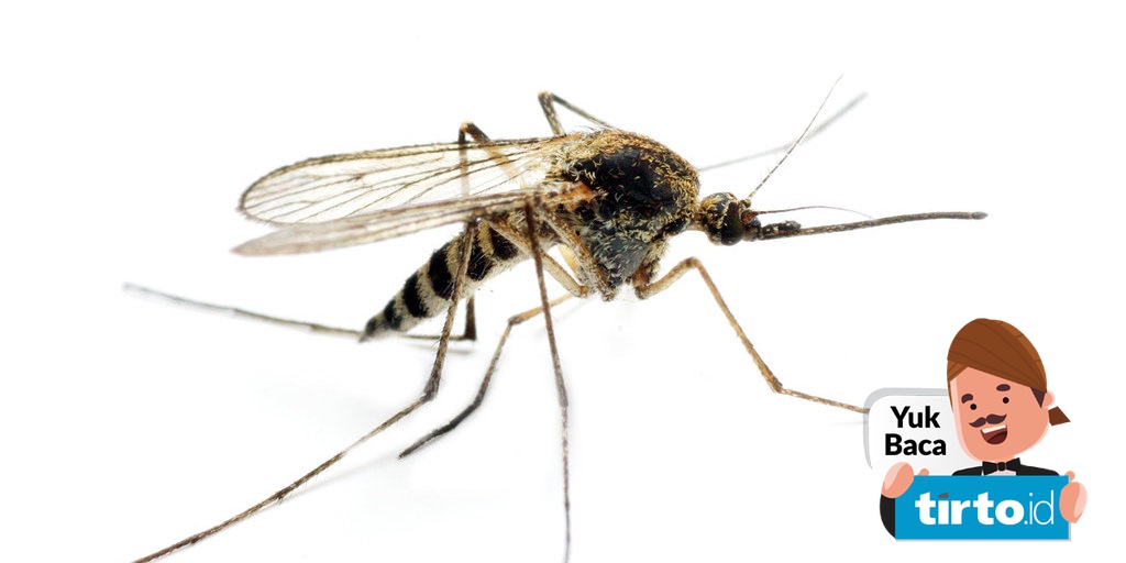 Mengenal Anopheles, Ciri-ciri, dan Bahaya Nyamuk Malaria