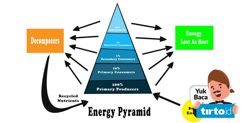 Pengertian Piramida Energi Beserta Fungsi dan Contohnya