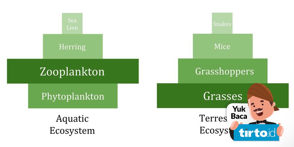 Fungsi Piramida Biomassa dalam Ekosistem dan Contohnya