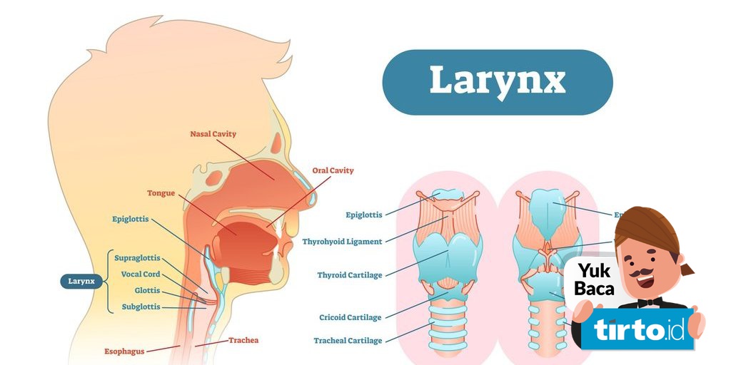 Fungsi Laring dan Strukturnya pada Manusia Fungsi Laring dan Strukturnya pada Manusia